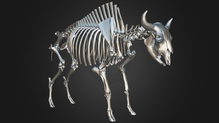 Bison 3D models - Sketchfab
