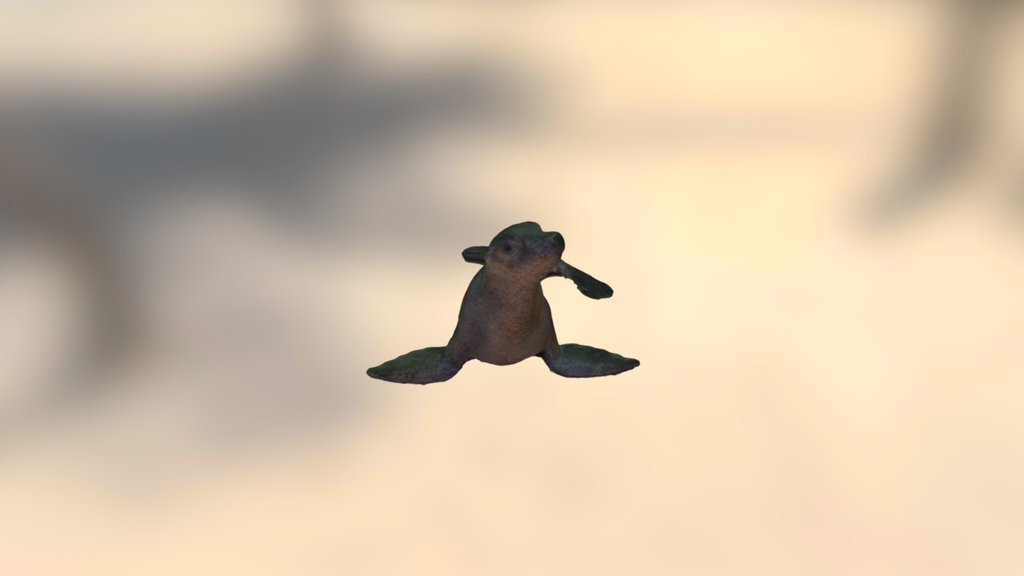 Sparky - SEA LION - 3D model by elirosenwasser [d142df7] - Sketchfab