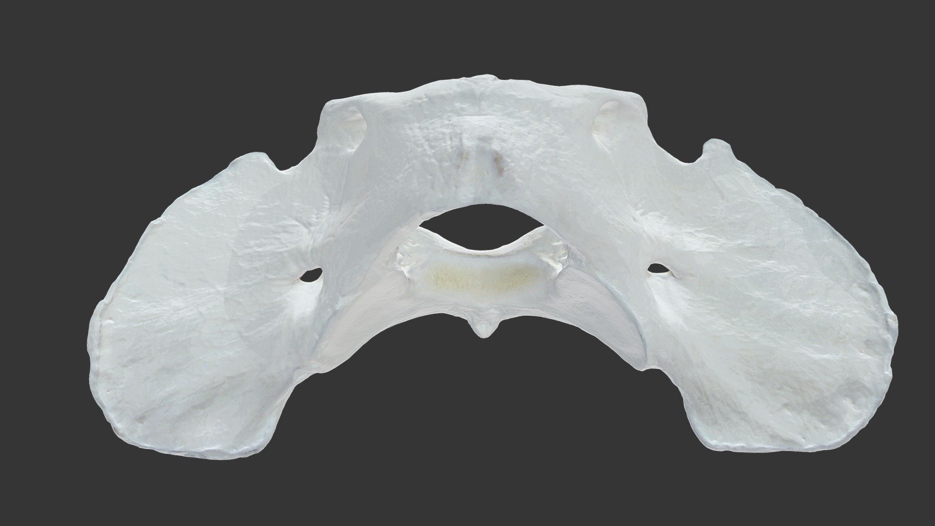 Perro: Atlas (C1) - 3D model by PaleoLab-ULE [d145281] - Sketchfab