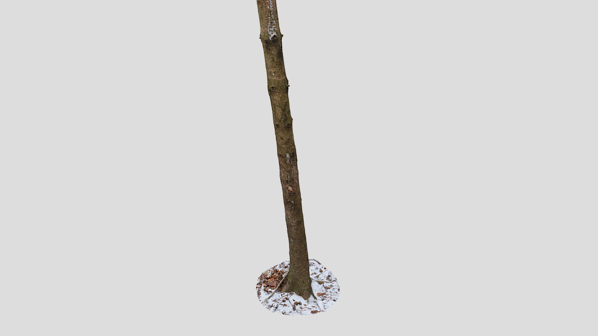 Tree winter scan 8k 016 - Buy Royalty Free 3D model by immerge [d1494f9 ...
