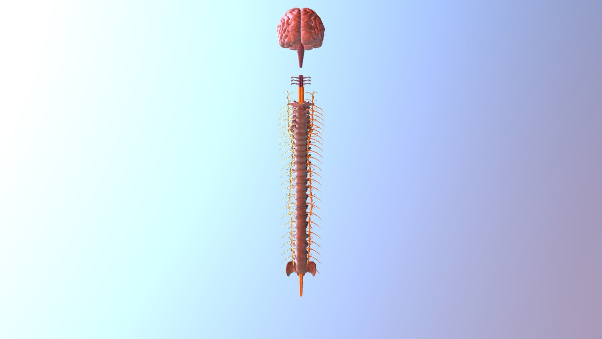 spine.zip - 3D model by Arfront (@Bo.Feng) [d14d3ac] - Sketchfab