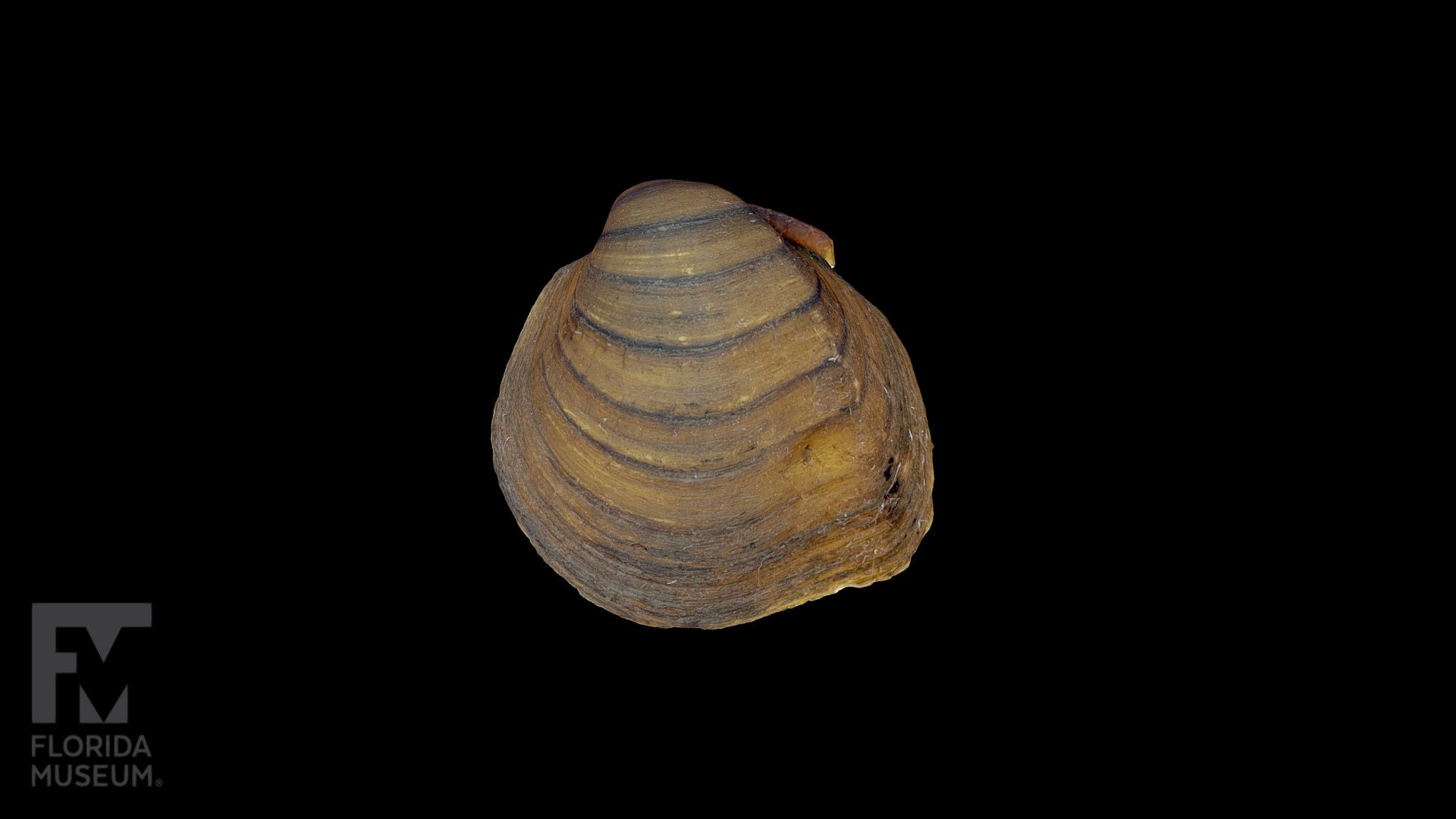 Wabash pigtoe - Freshwater Mussel - 3D model by FloridaMuseum [d1537ff ...