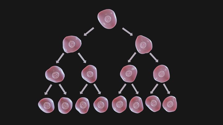 Mitosis 3D models - Sketchfab