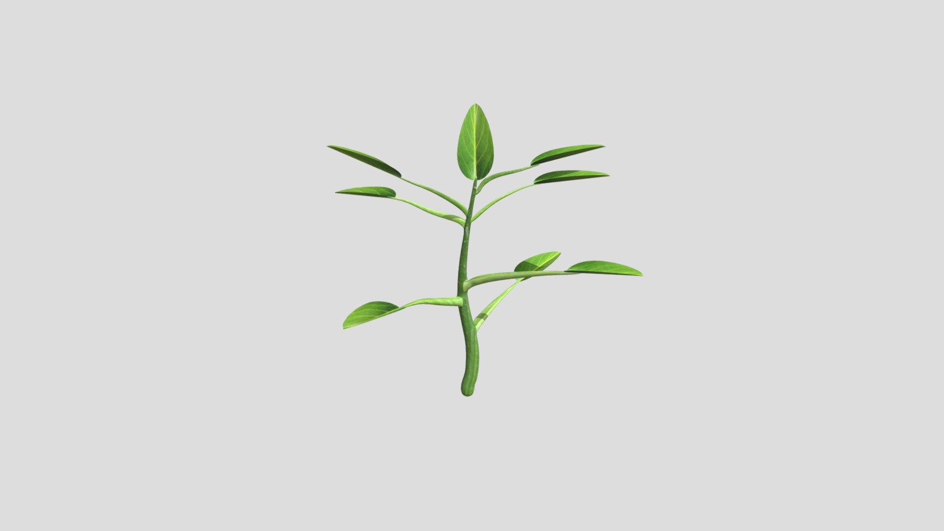 Plant - Download Free 3D model by walla192 [d15486c] - Sketchfab