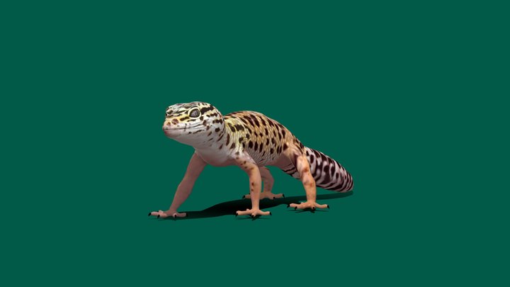 Gecko 3D models - Sketchfab