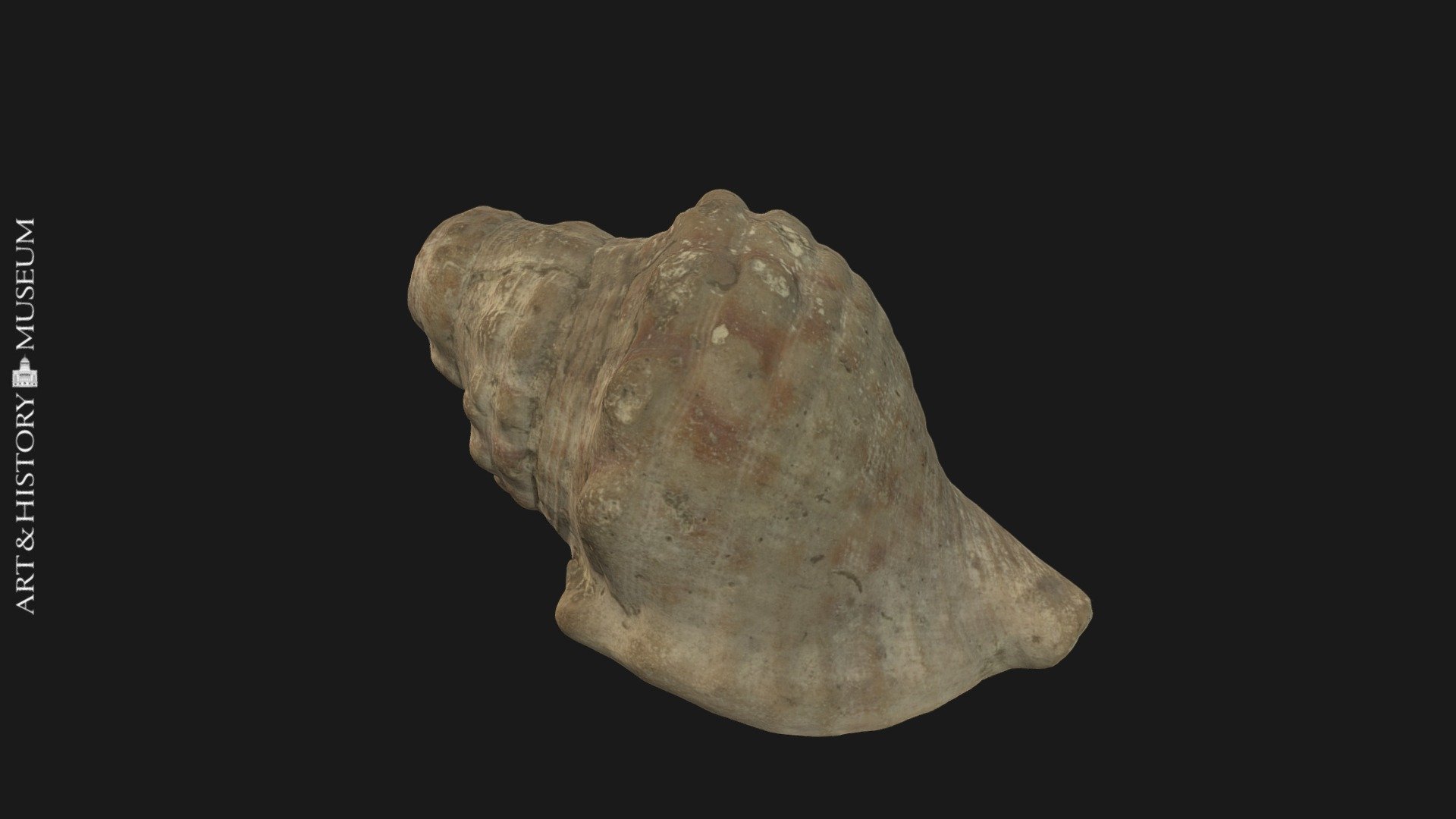 Large unmodified shell - PG.2806.203 - Download Free 3D model by The ...