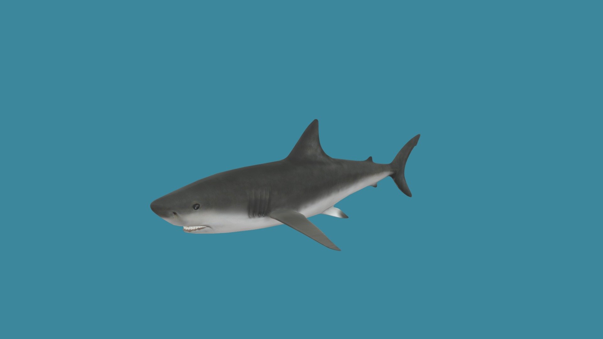 Shark - 3D model by Vahe Simonyan (@vardges) [d1622cc] - Sketchfab