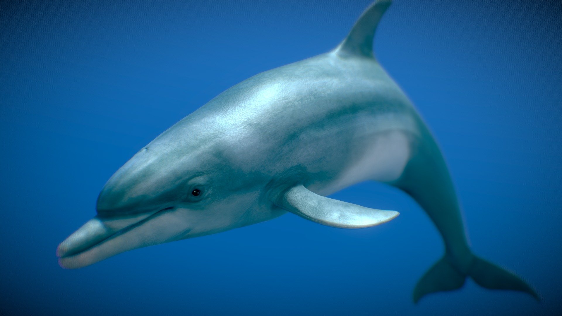 Bottlenose Dolphin - Buy Royalty Free 3D model by Nestaeric [d165e4c ...