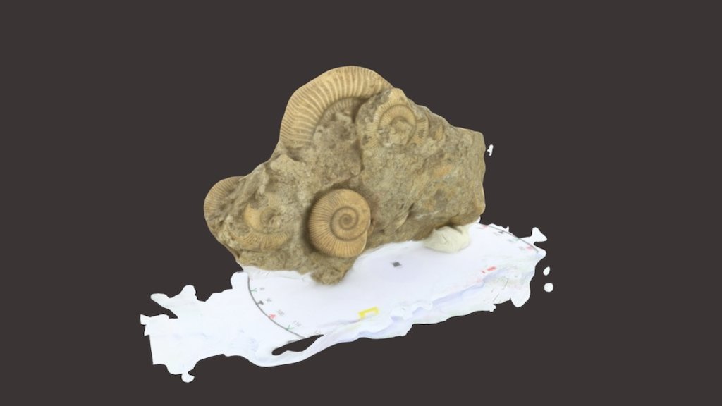 Dactyloceras - Download Free 3D model by Uni Freiburg (@MsGrraf ...
