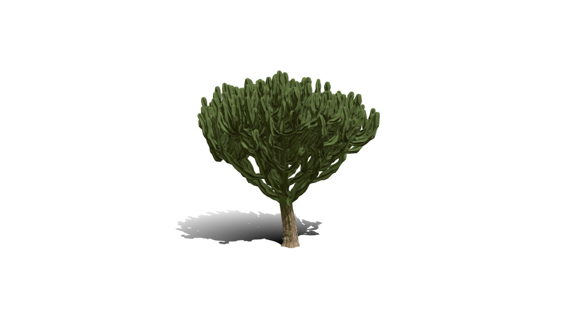 Realistic HD Candelabra tree (29/40) - Download Free 3D model by ...