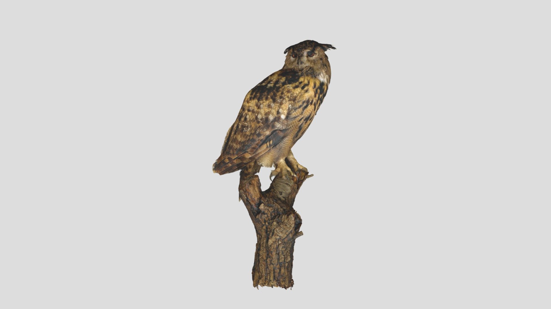 MNHN-ZO-MO-2003-2723_ Bubo_bubo - Download Free 3D model by e-COL+ ...