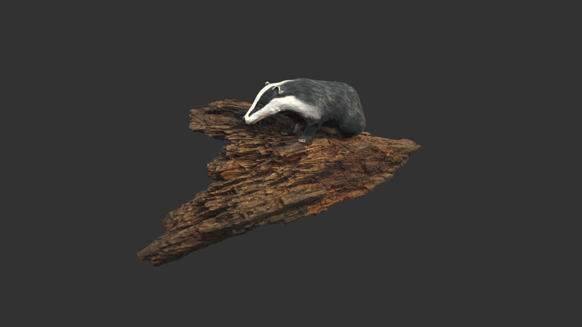 Badger Clay Sculpture - 3D model by GenusDigitise [d172036] - Sketchfab
