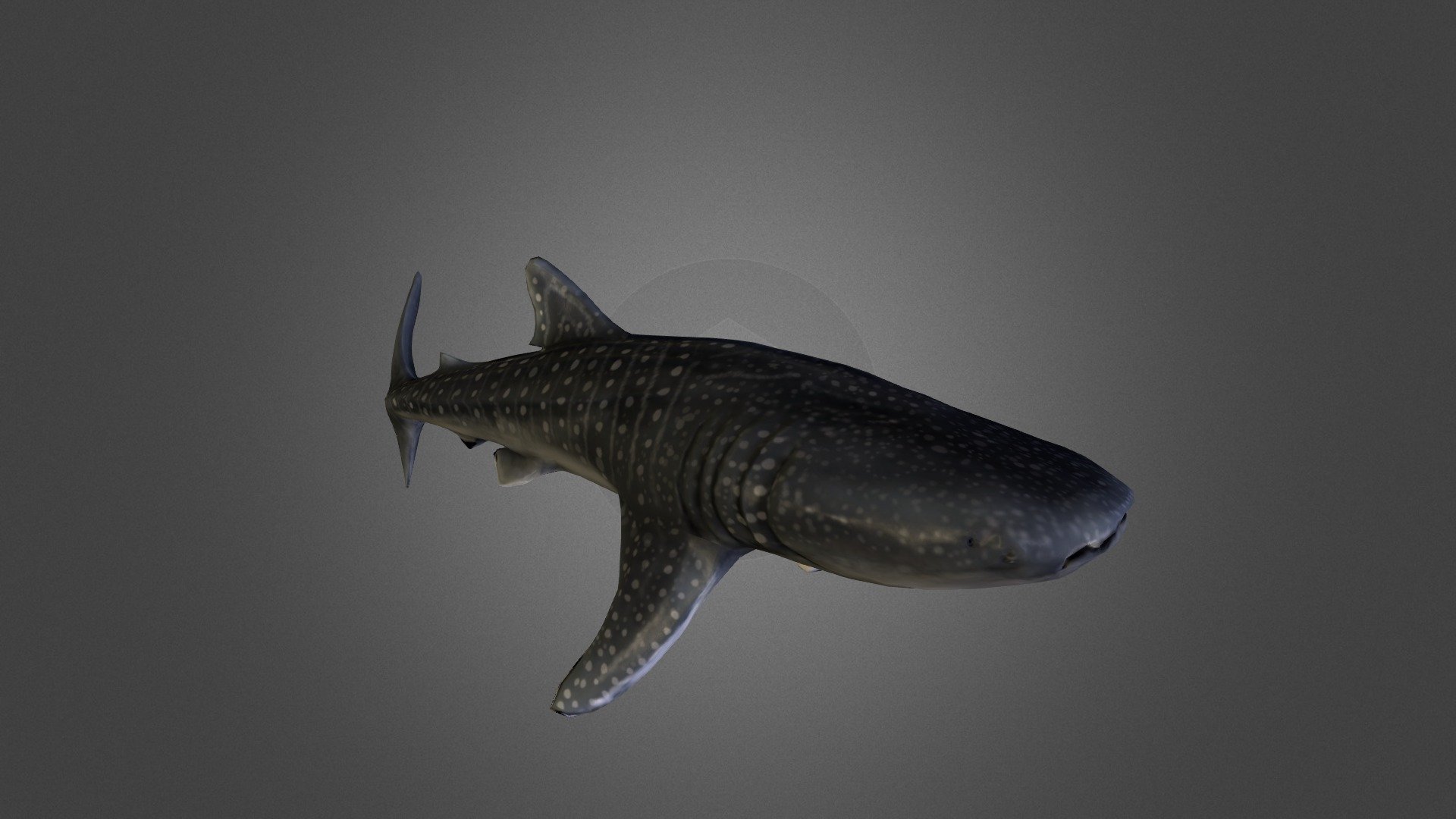 Whale Shark - 3D model by denchu [d177b2f] - Sketchfab