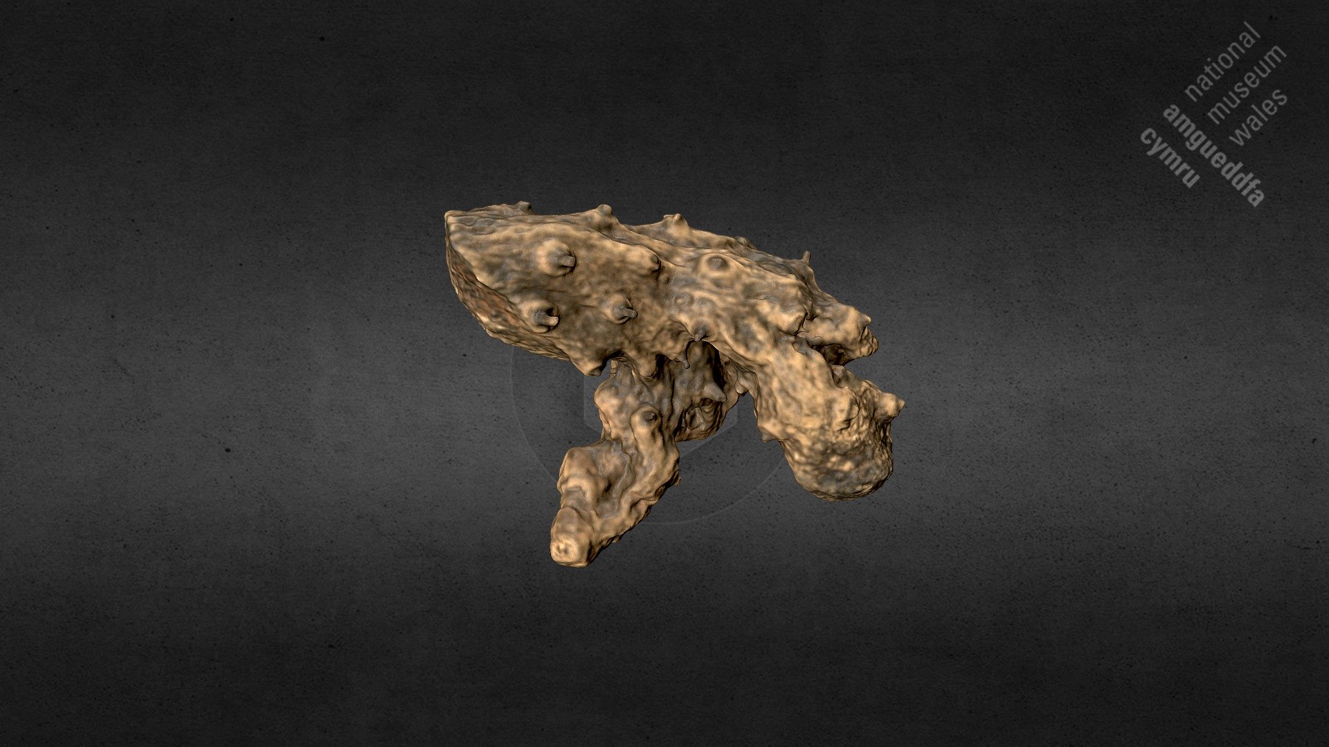 Dioscorea deltoidea - Yam - 3D model by Amgueddfa Cymru - Museum Wales ...