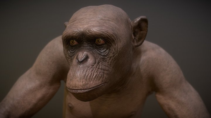 Chimp 3D models - Sketchfab