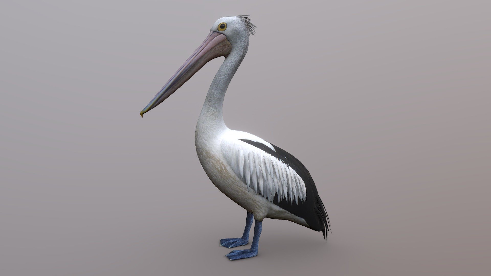 Pelican - Buy Royalty Free 3D model by 3Dee (@mellydeeis) [d17d5c6] - Sketchfab Store