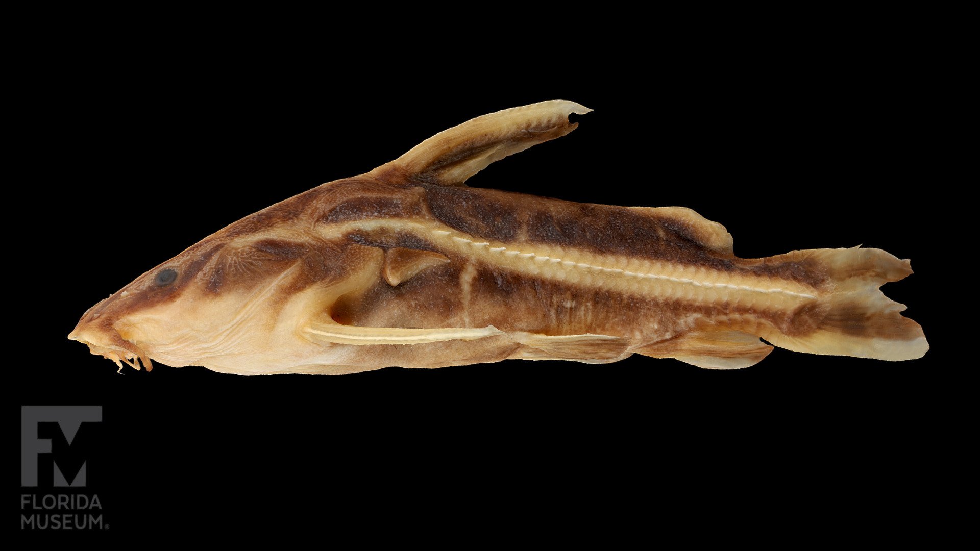 Catfish, Doradidae - 3D model by FloridaMuseum [d17e458] - Sketchfab