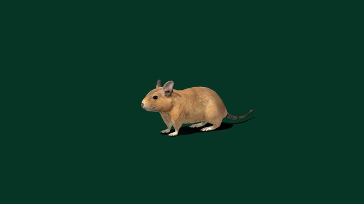 Rat 3D models - Sketchfab