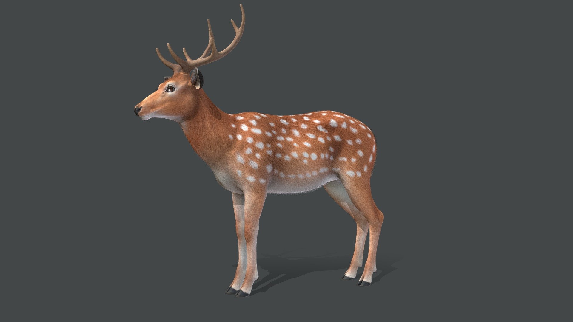 Deer - Stag - Buy Royalty Free 3D model by RedDeer (@billl90) [d185a80 ...