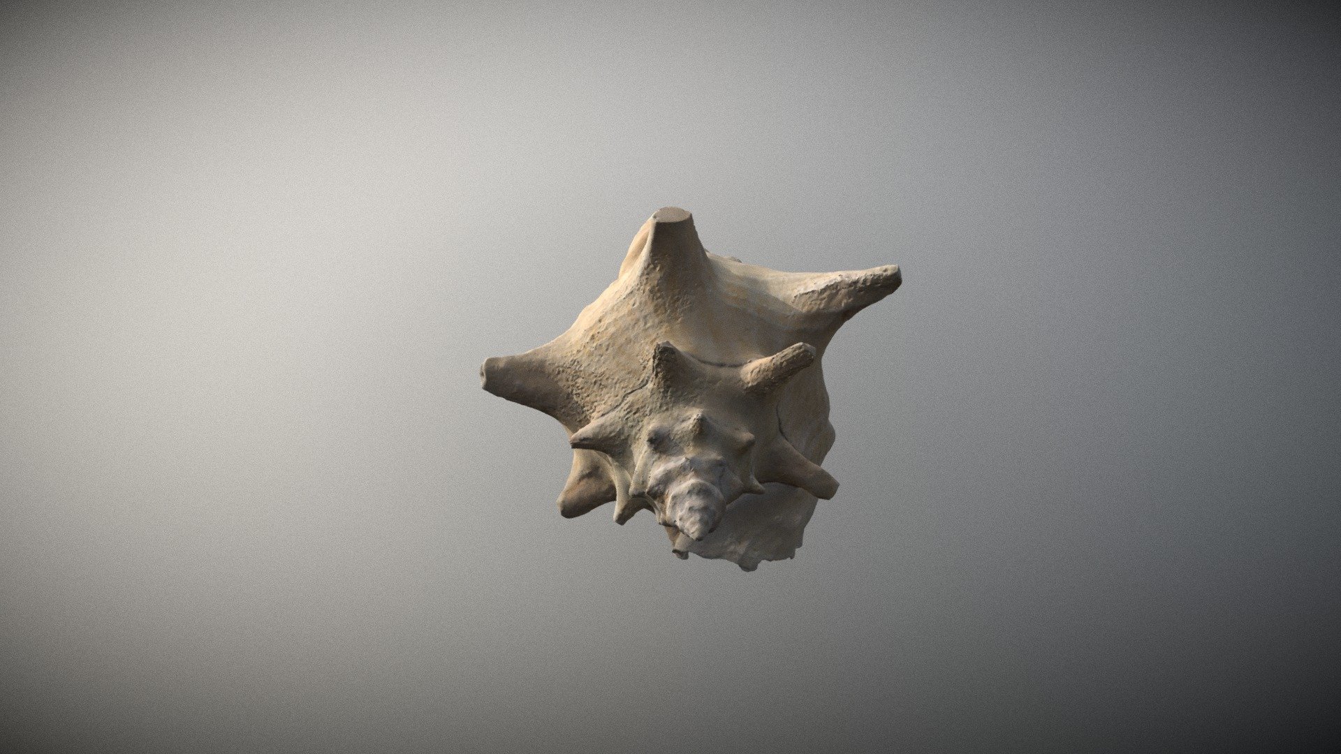 conch - Download Free 3D model by jmarshohc [d19257b] - Sketchfab
