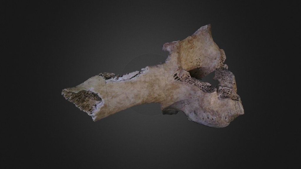 Bone - Download Free 3D model by Rubicon Technologies (@pocketcloud ...