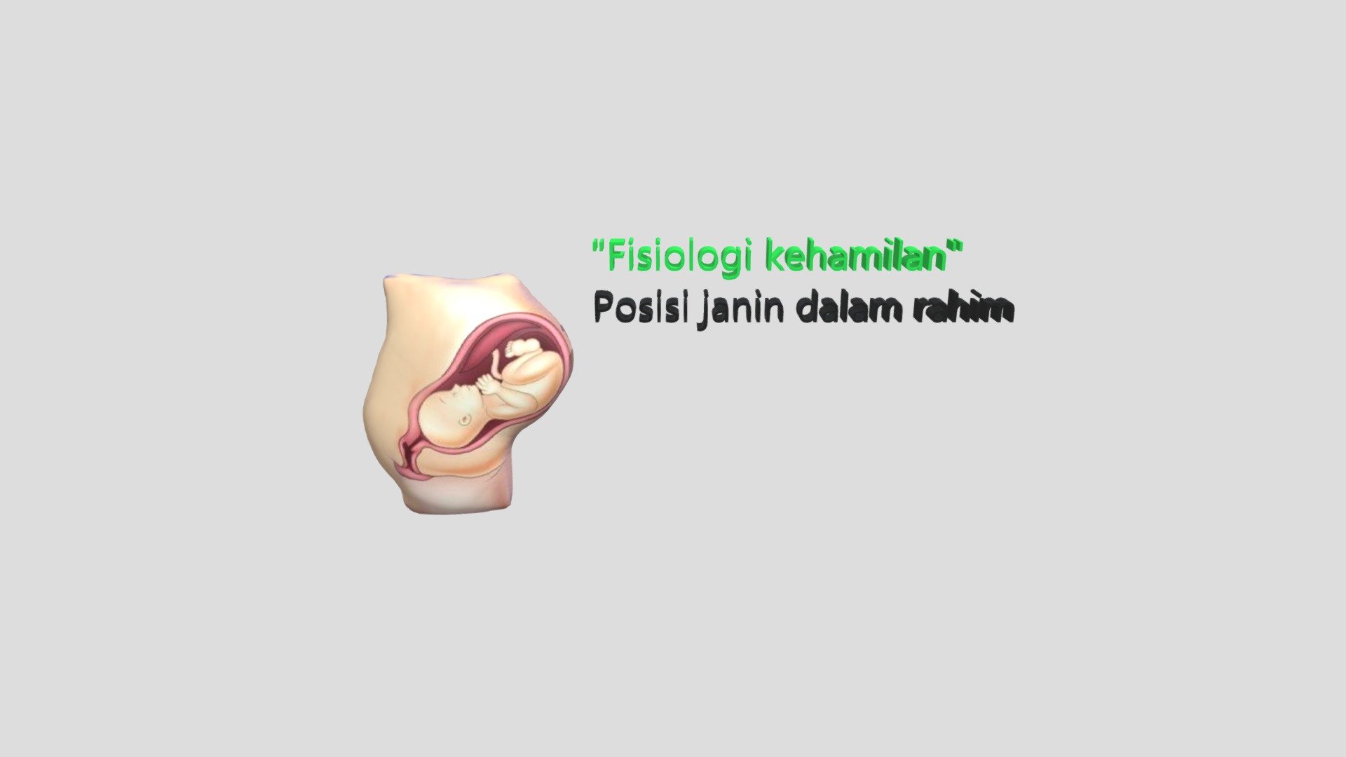 Posisi Janin dalam rahim normal_Endras - Download Free 3D model by ...