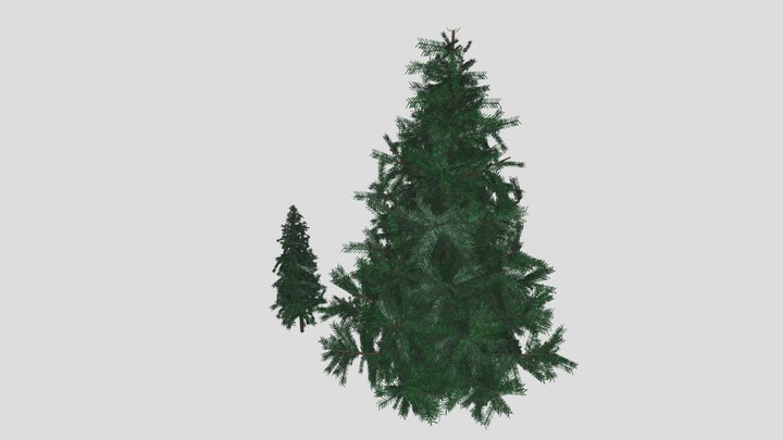 Fir-tree 3D models - Sketchfab