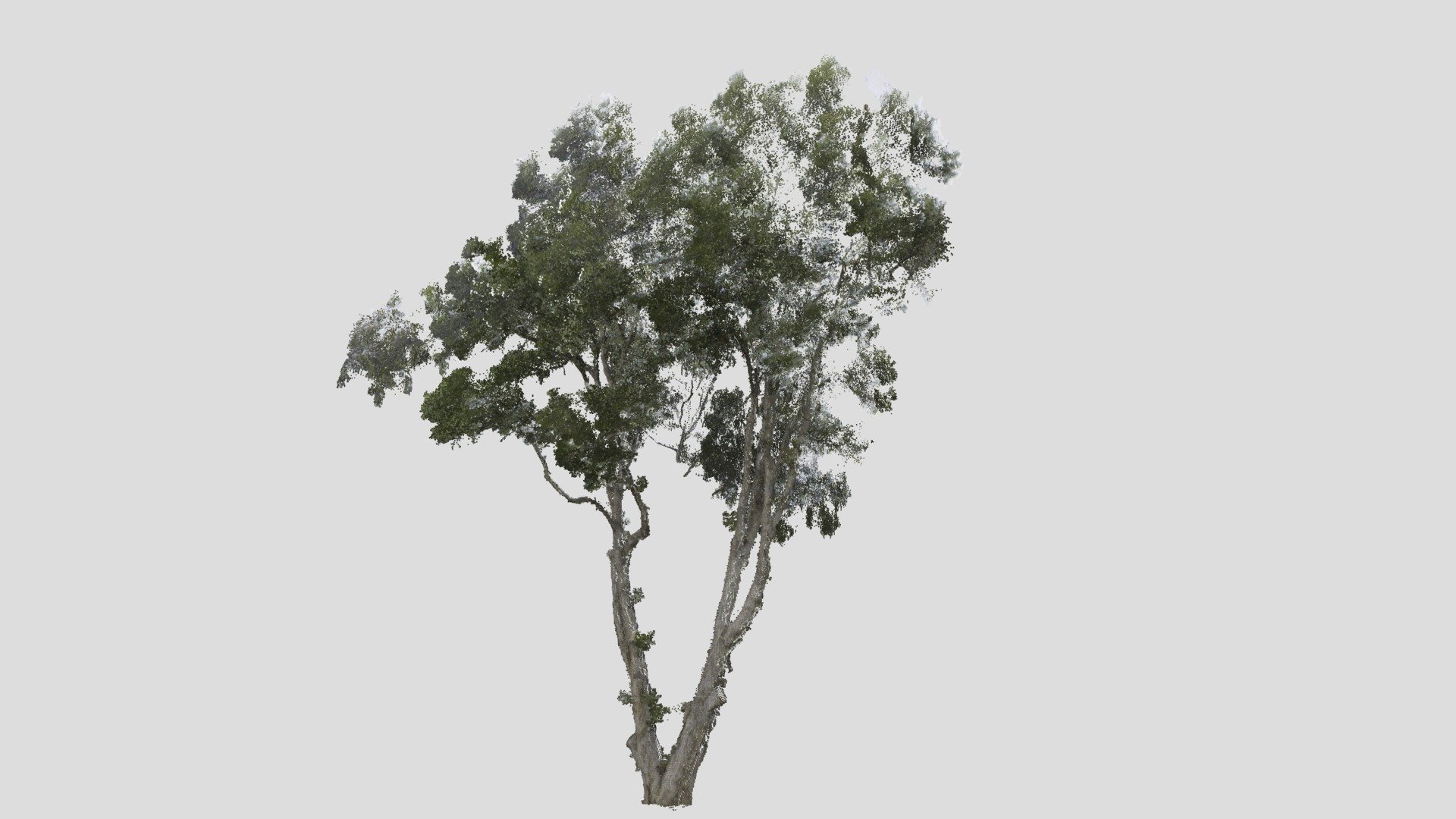 Tree Point Cloud - Buy Royalty Free 3D model by magnum_opus (@tree ...