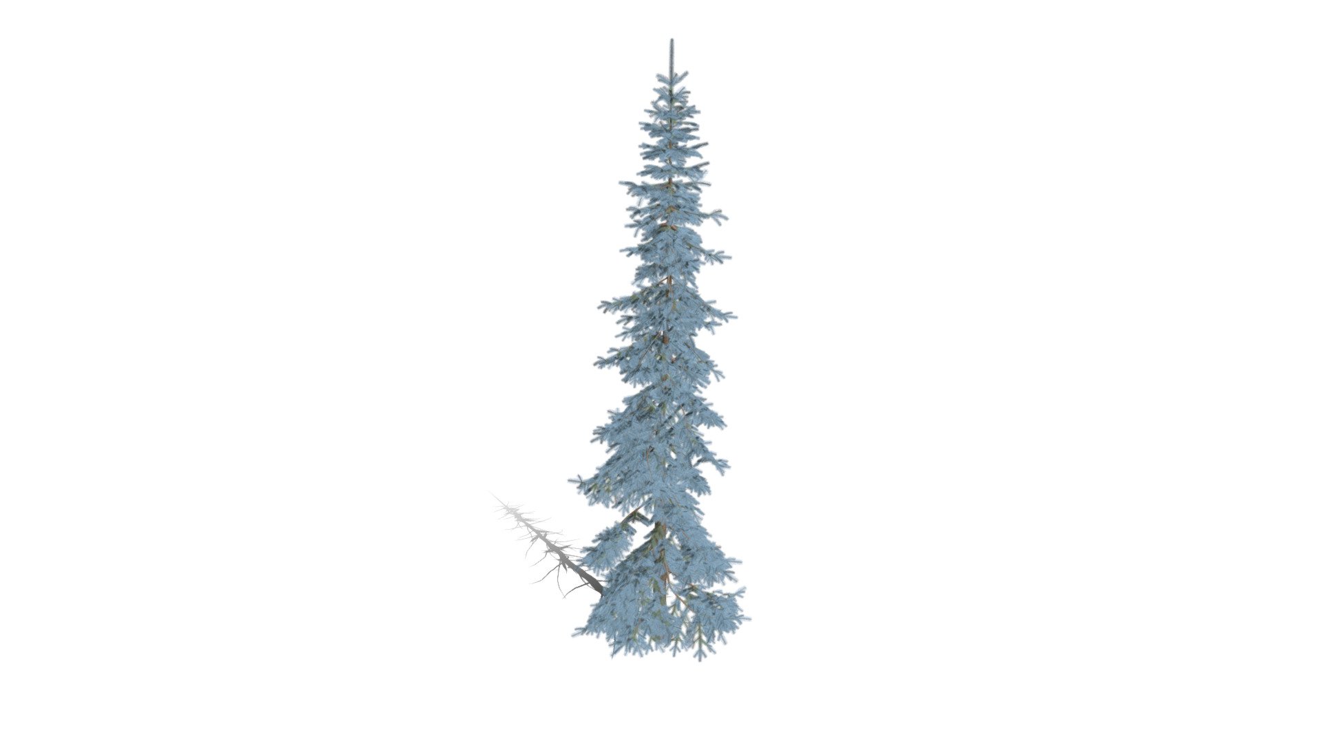 Realistic HD Colorado Blue spruce Koster (14/43) - Download Free 3D ...
