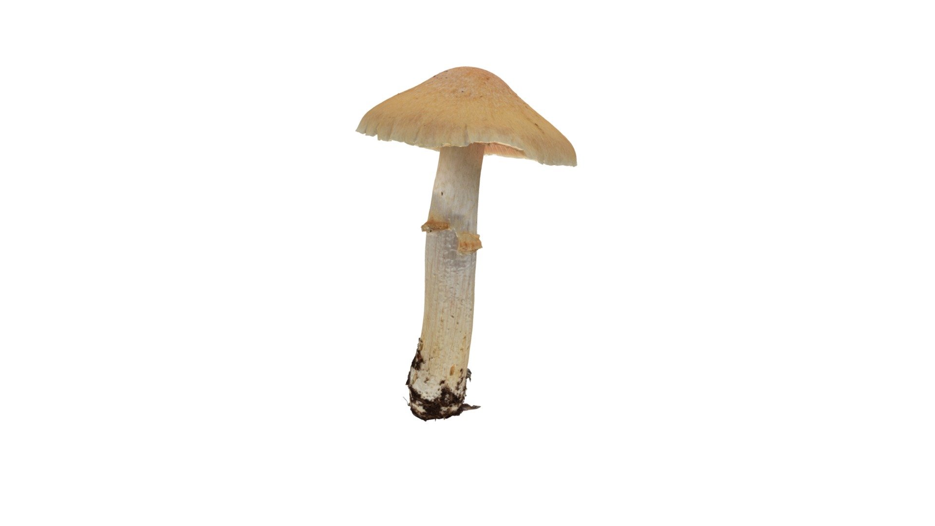 Rozites caperata - 3D model by Trichitect [d1a36c8] - Sketchfab
