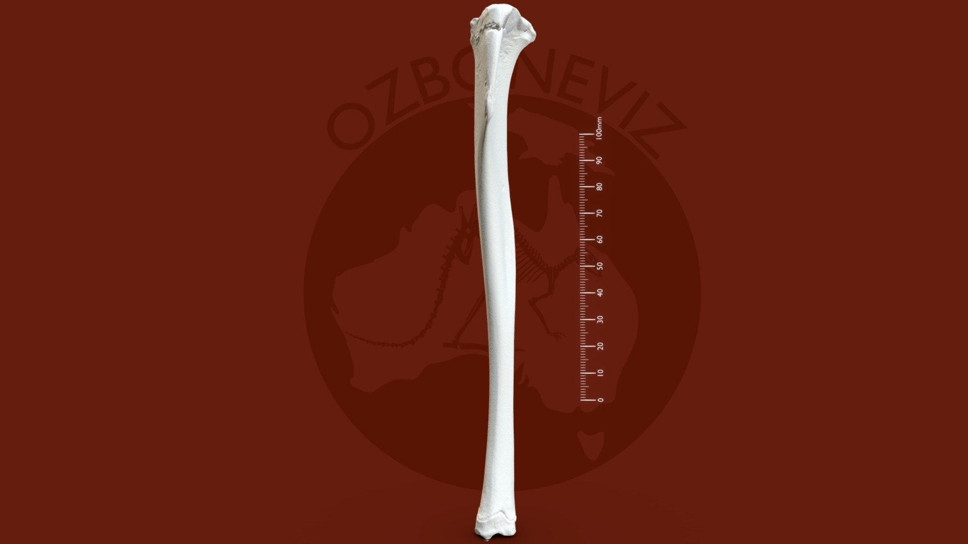 Bridled nail-tail wallaby tibia - 3D model by Ozboneviz [d1a852e] - Sketchfab