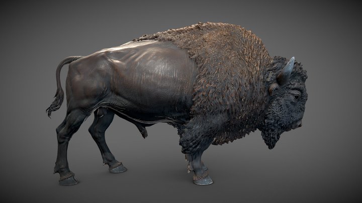 Buffalo 3D models - Sketchfab
