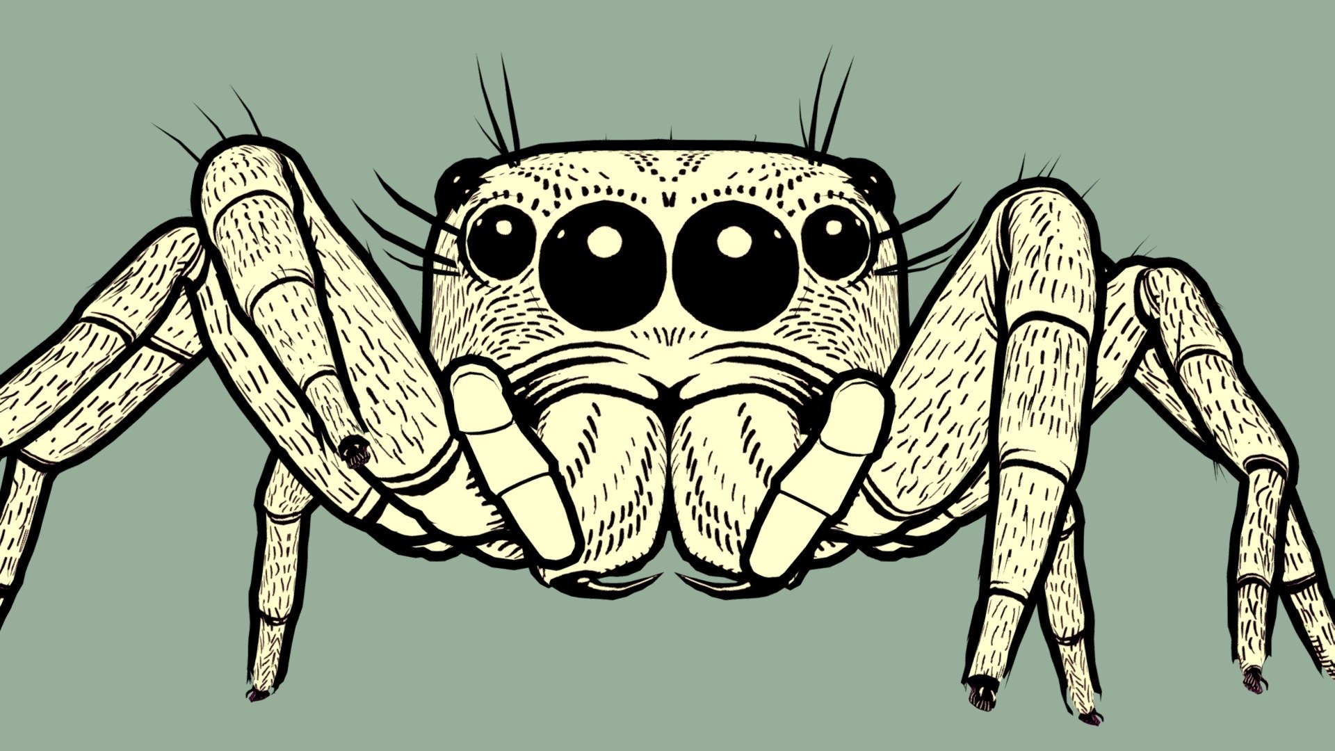 Salticid - Buy Royalty Free 3D model by TShahan [d1abf27] - Sketchfab Store