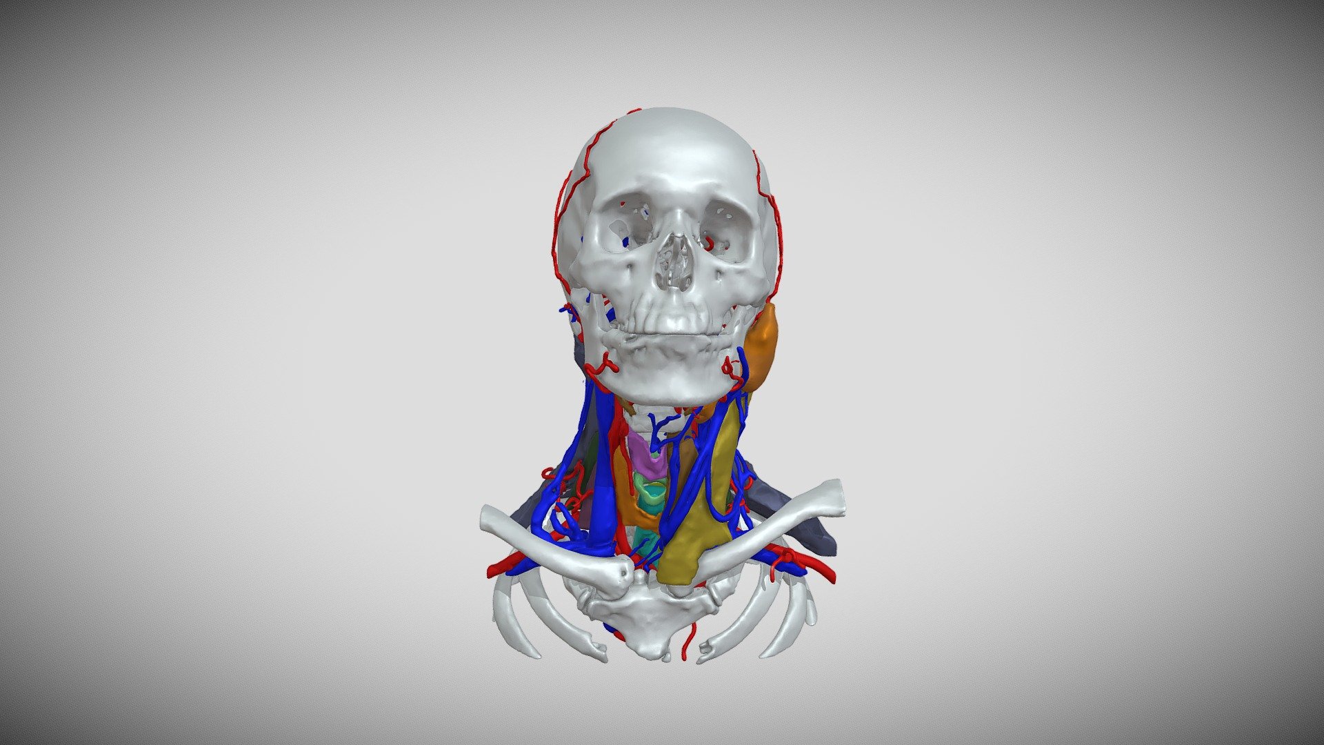 Other structures of head and neck - 3D model by mitani.sohei3 [d1afd85 ...
