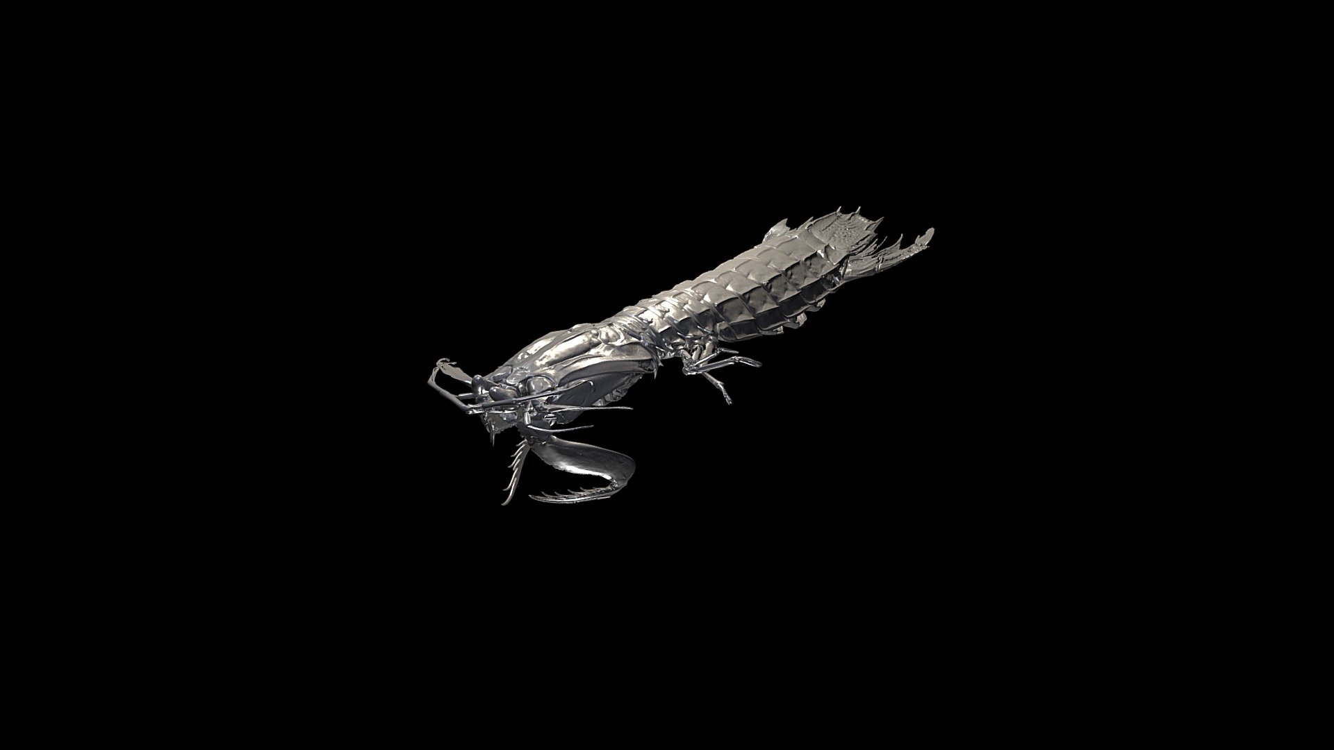 Mantis shrimp - 3D model by ct4824 (@kazuya4824) [d1b04e2] - Sketchfab