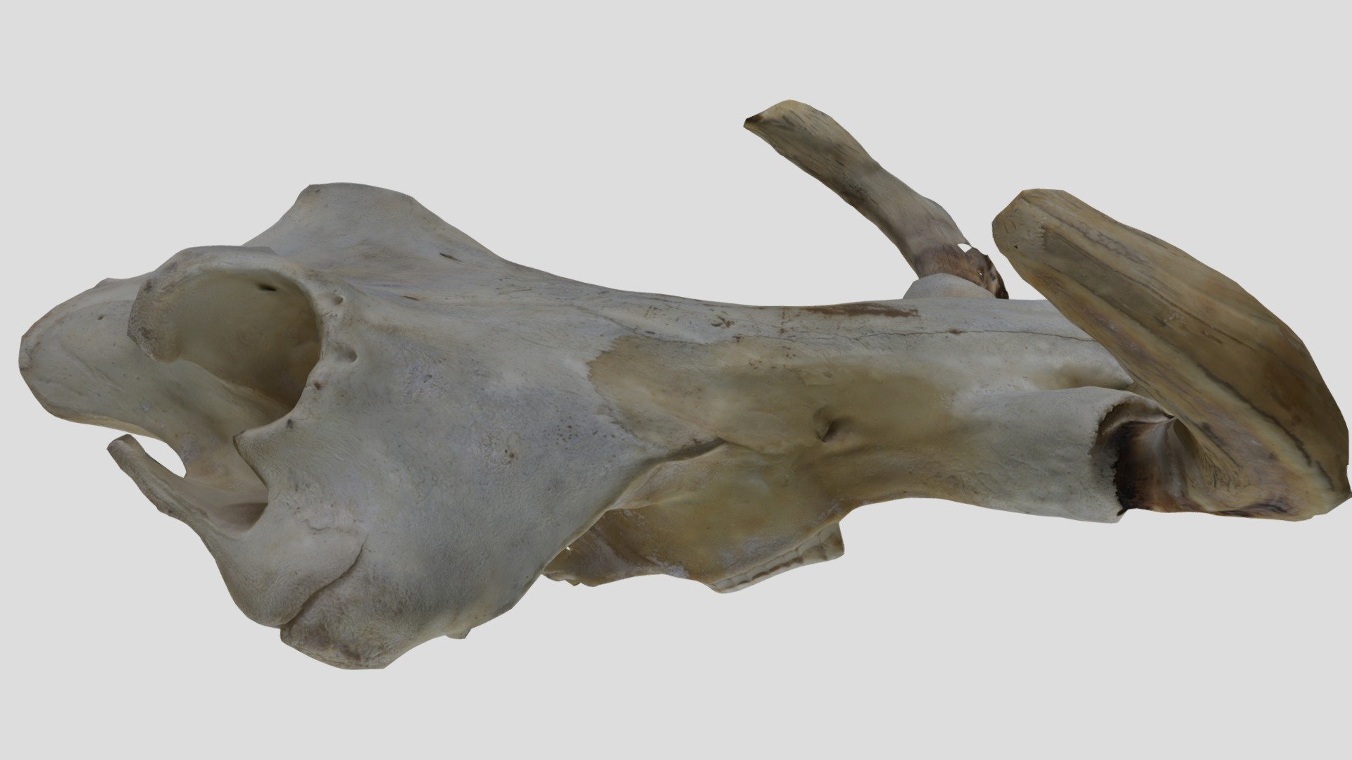 UWYMV:Mamm:6618, Phacochoerus africanus, Crania - Download Free 3D ...