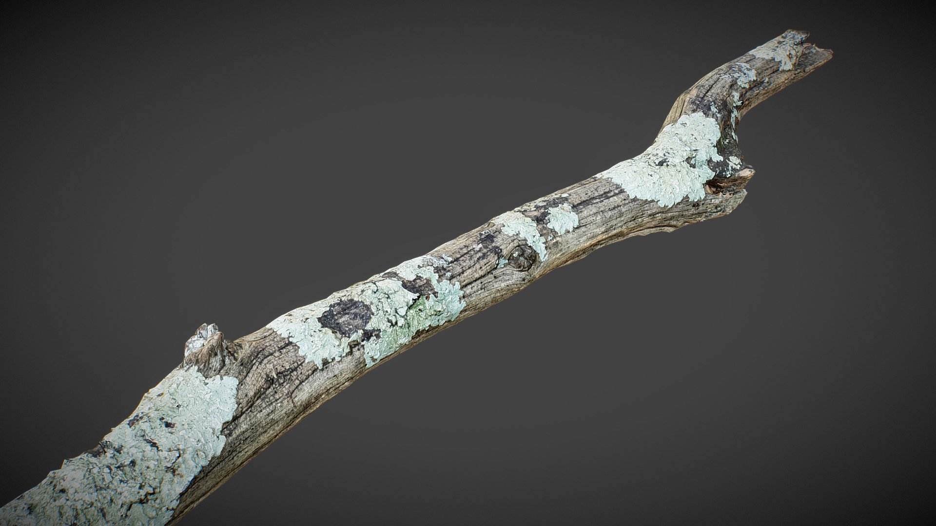Dead-branch 01 - Buy Royalty Free 3D model by optimuscan [d1b8cd7 ...