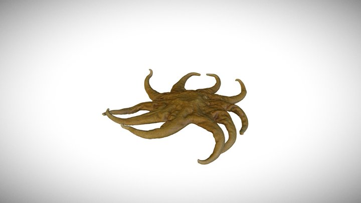 Solasteridae 3D models - Sketchfab