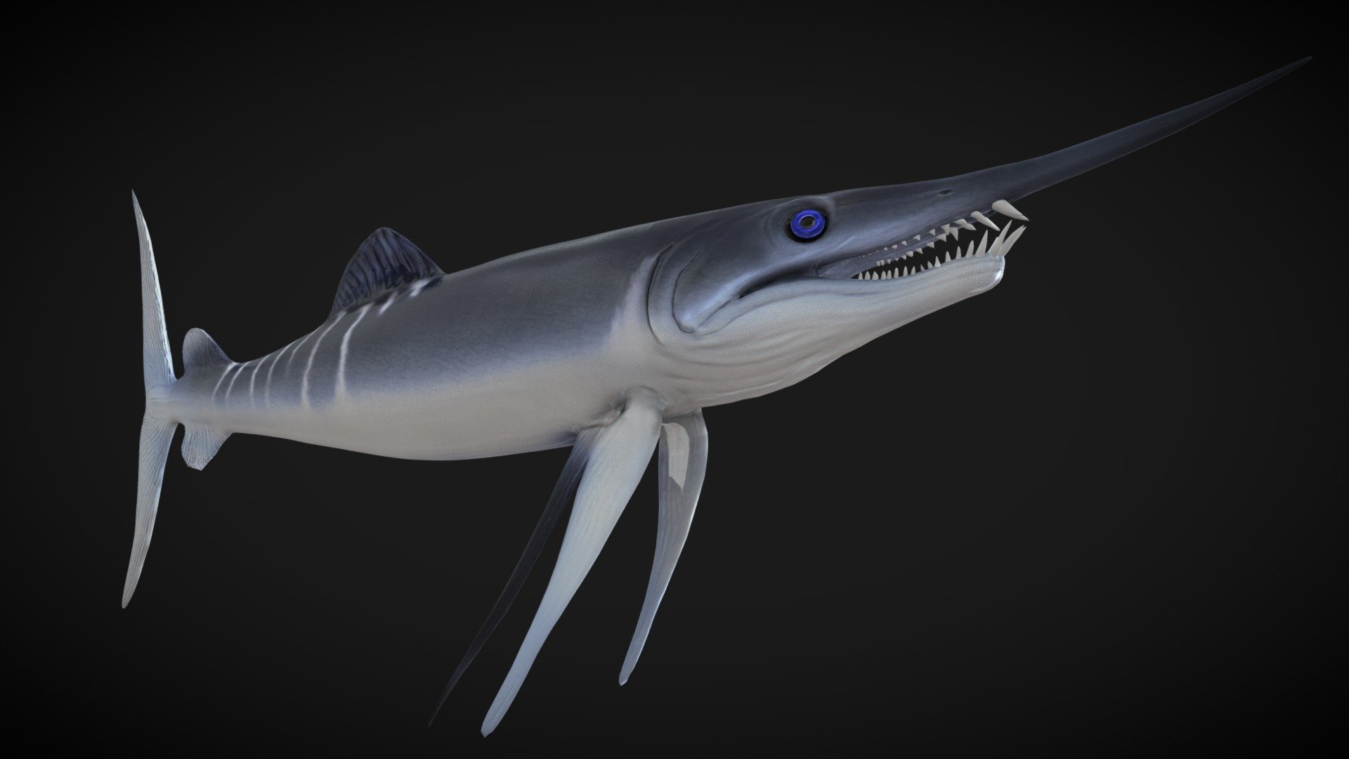 Protosphyraena_nitida - Buy Royalty Free 3D model by robertfabiani ...