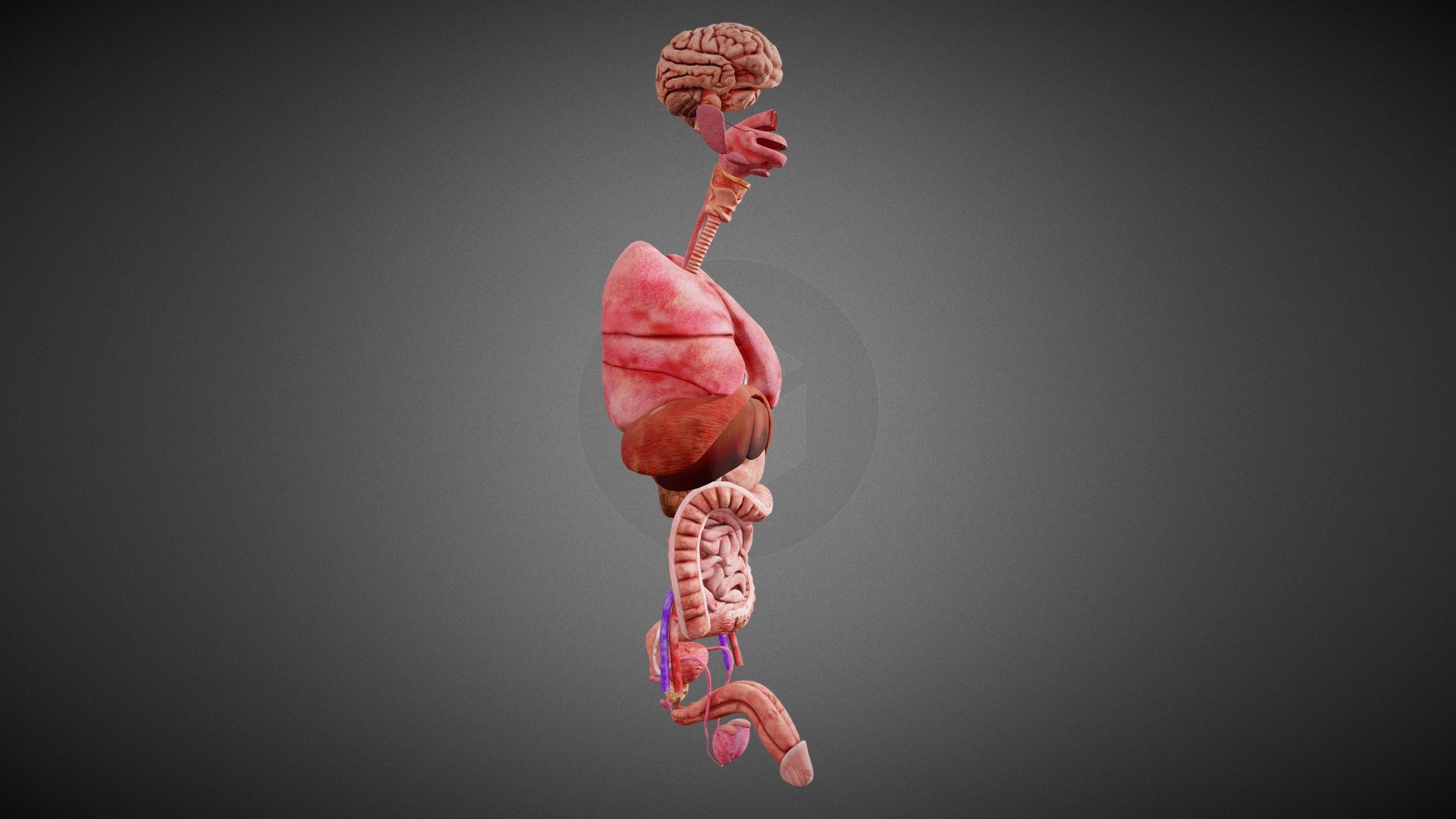 Human Internal Organ System Buy Royalty Free 3D Model By Devden