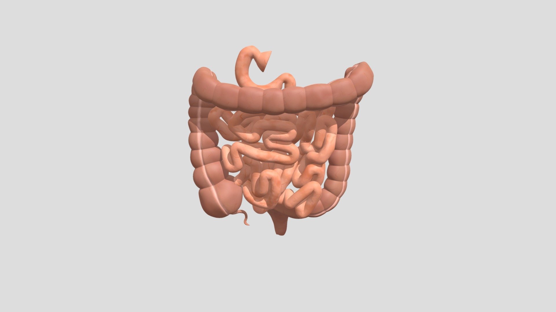usus pencernaan - Download Free 3D model by ihsan42 [d1c785c] - Sketchfab