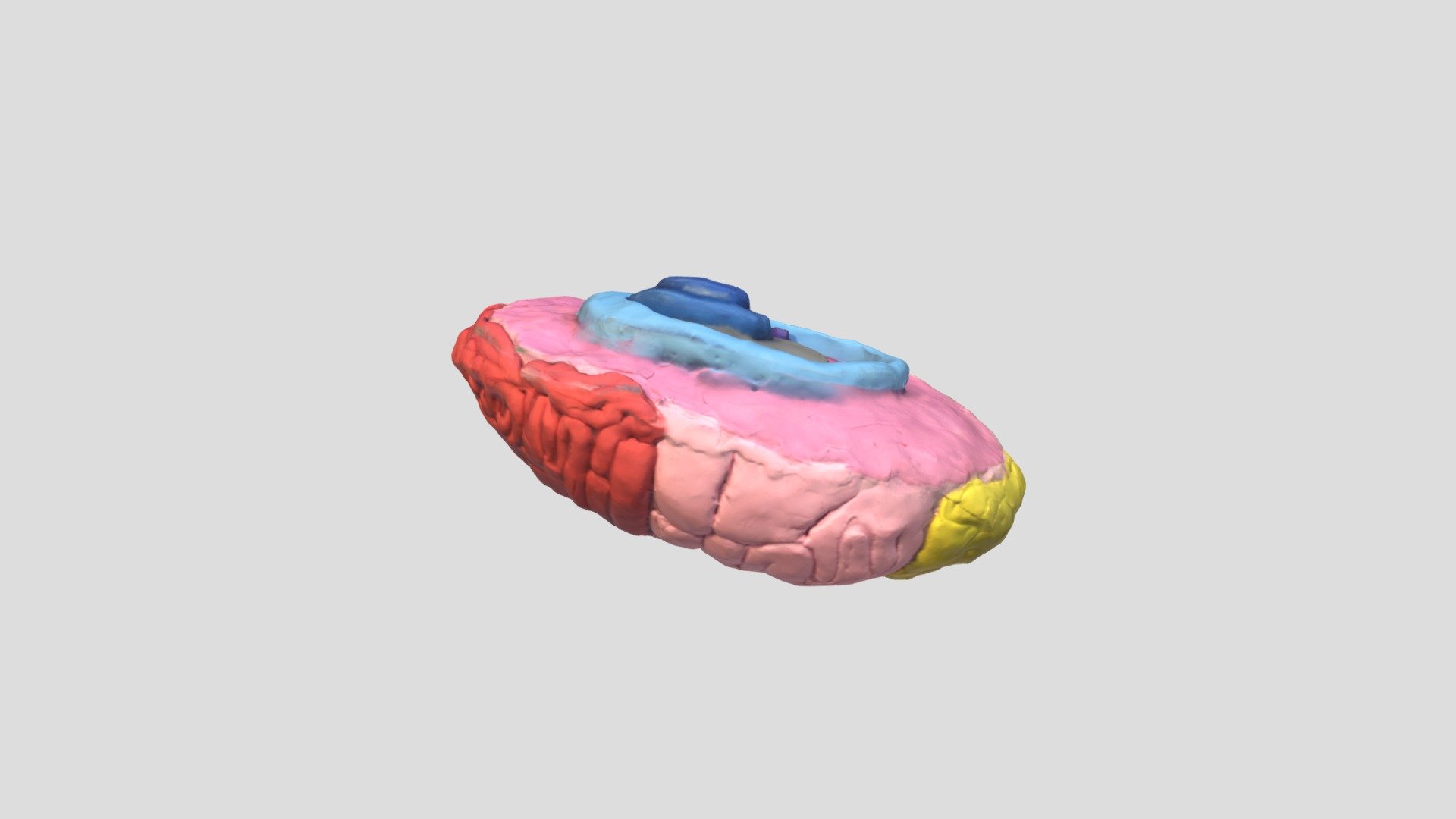 brain - 3D model by cp711 [d1d2977] - Sketchfab
