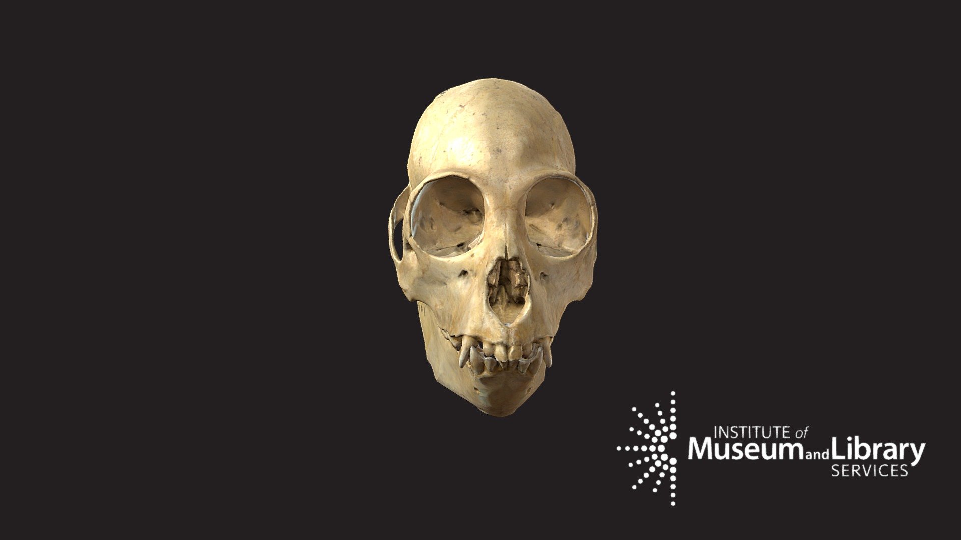 HTB 0901, Red-handed Howler Monkey Skull - 3D model by Cleveland Museum ...