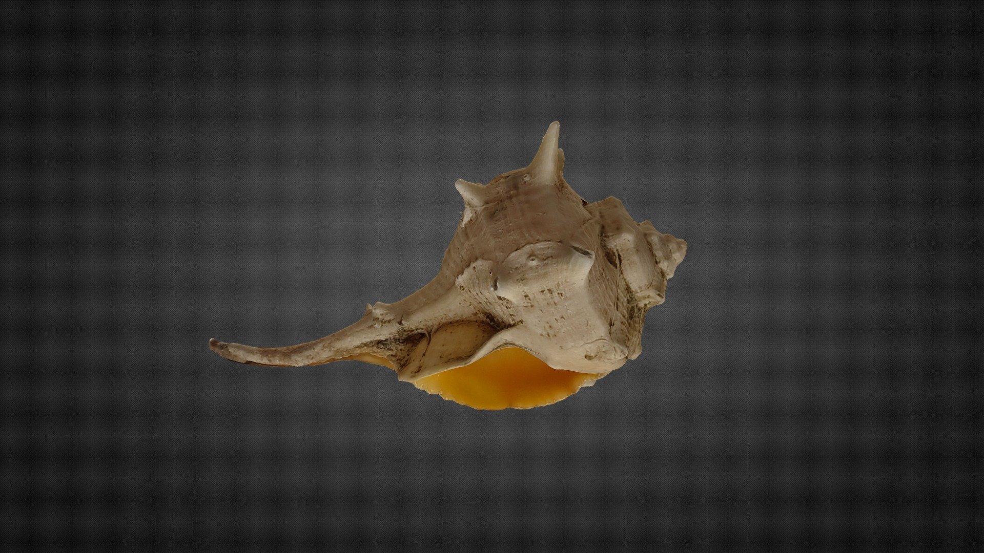 Bolinus brandaris (zud) - Download Free 3D model by Giorgio Scioldo ...