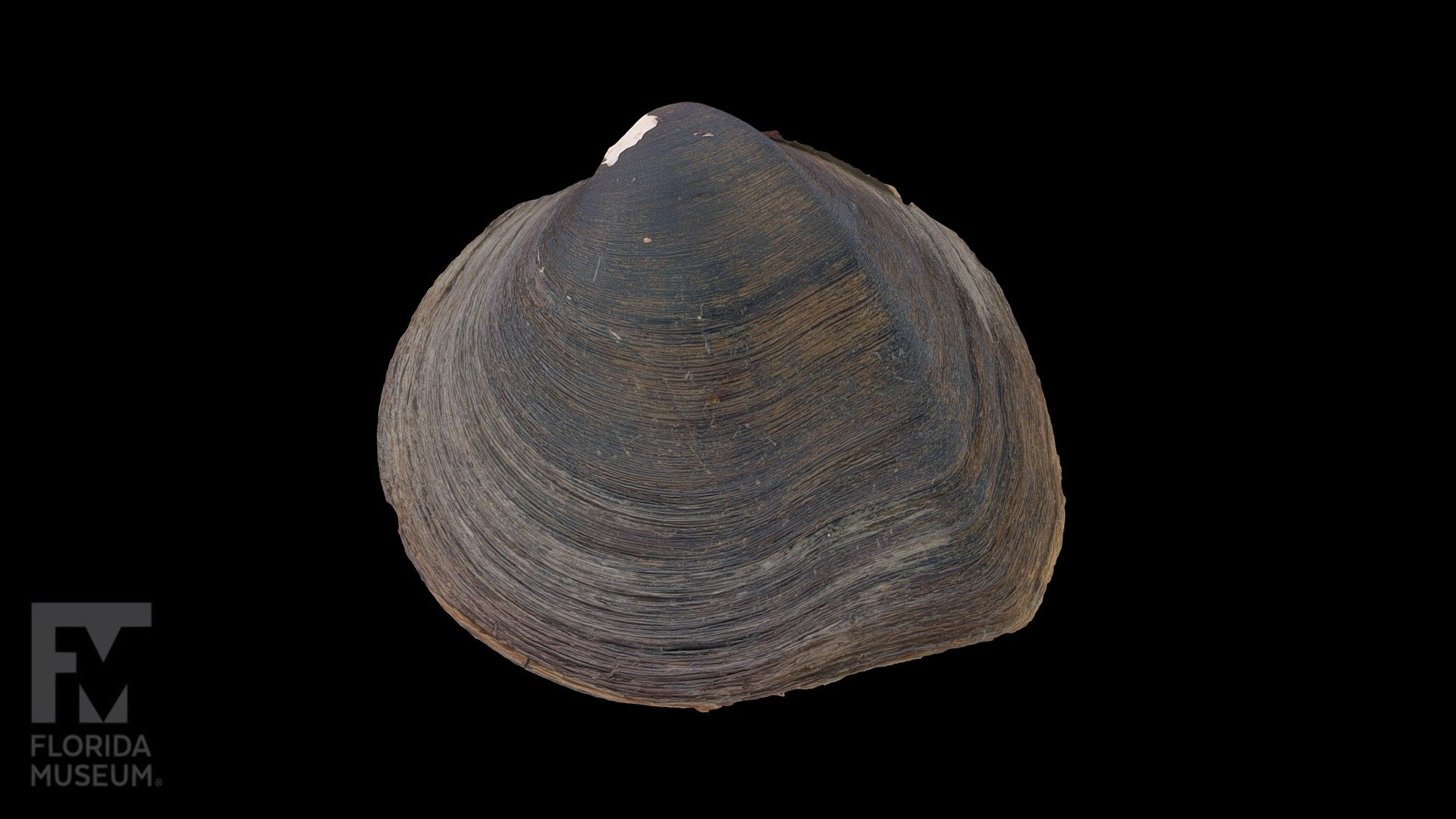 Narrow Pigtoe - Freshwater Mussel - 3D model by FloridaMuseum [d1dffbf ...