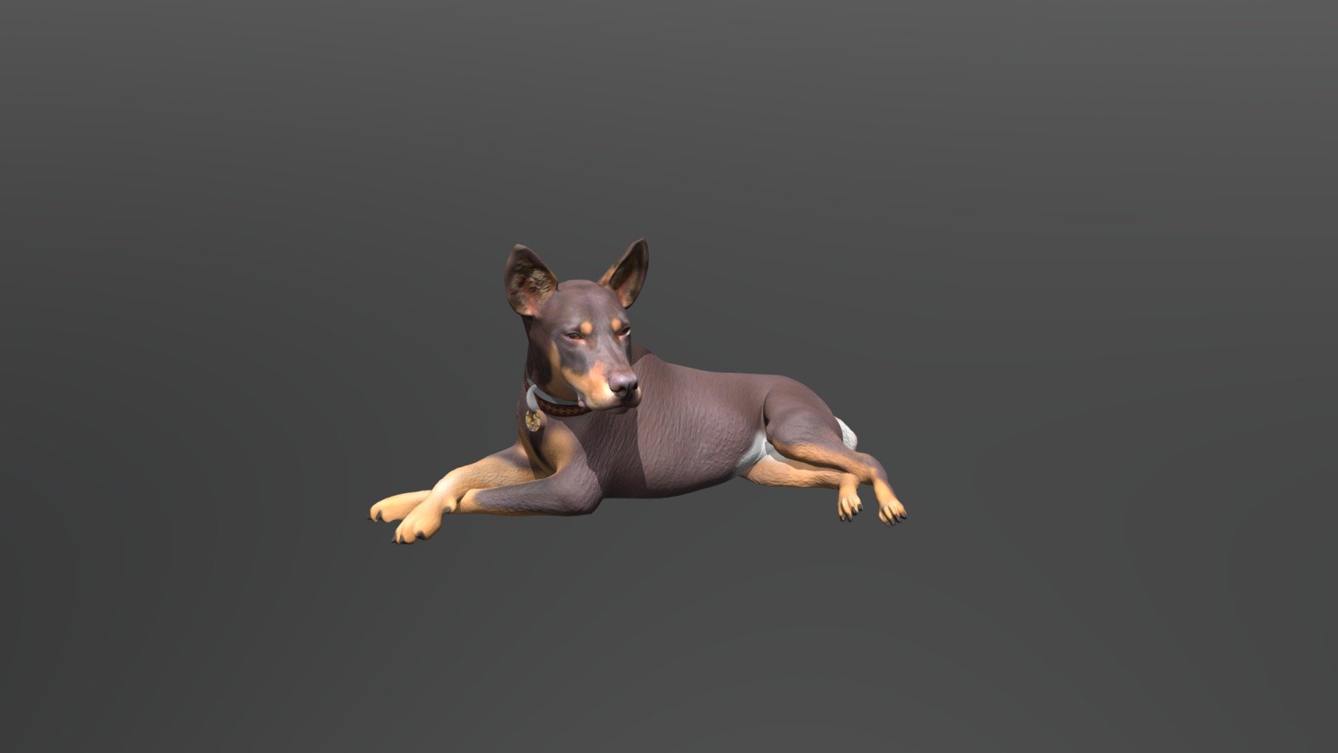 1804000-Red-Australian Kelpie - 3D model by Arty Lobster - Pet ...