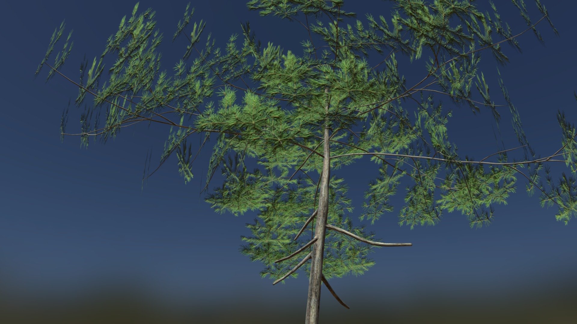 Scots Pine - with this animation - Buy Royalty Free 3D model by PATH ...