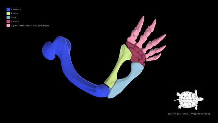 Forelimb-anatomy 3D models - Sketchfab