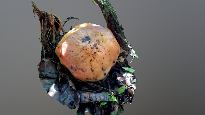 Rafflesia 3D models - Sketchfab
