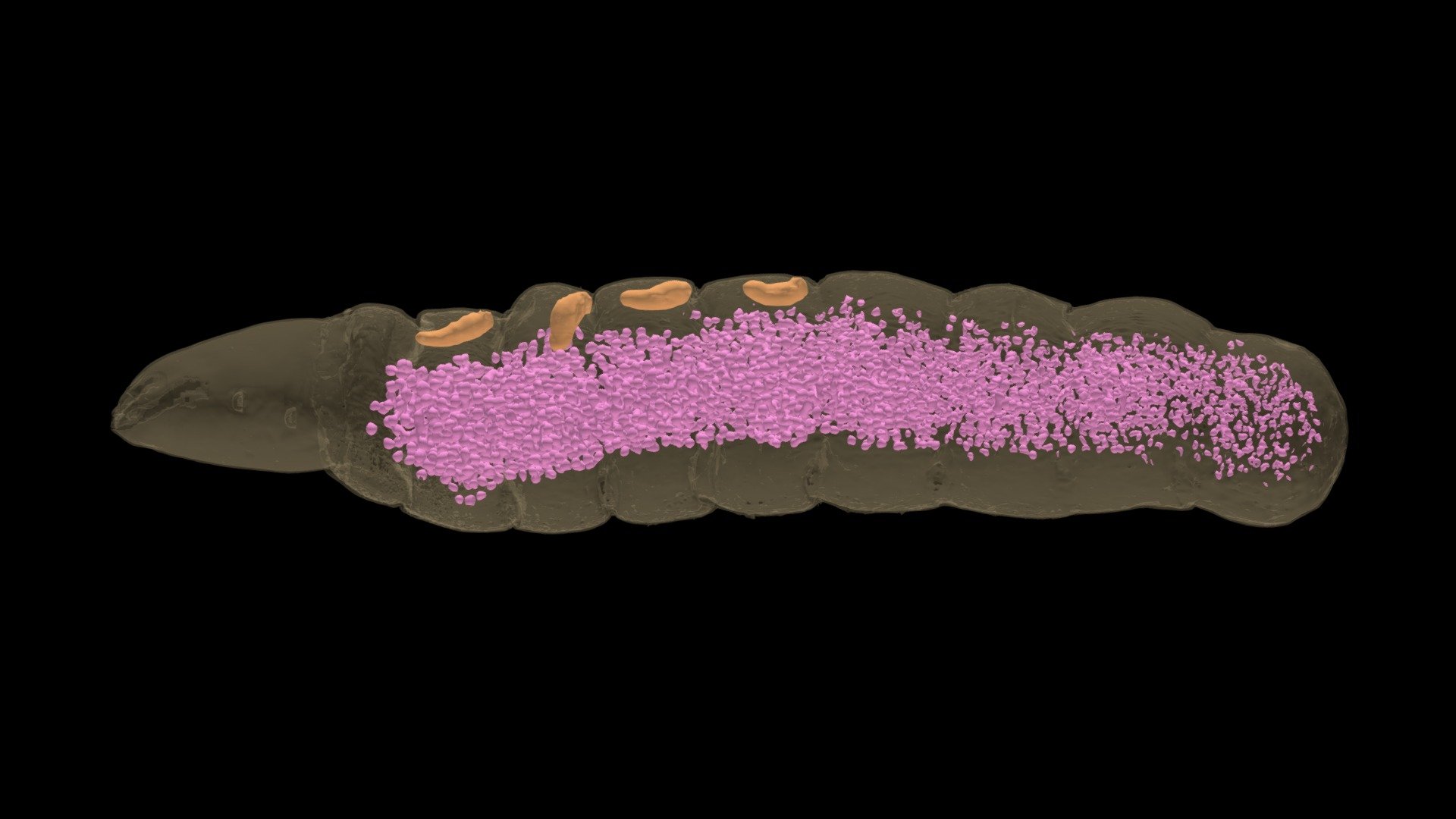 Model 16: Female larva, eggs and birth organs. - 3D model by Entomology ...